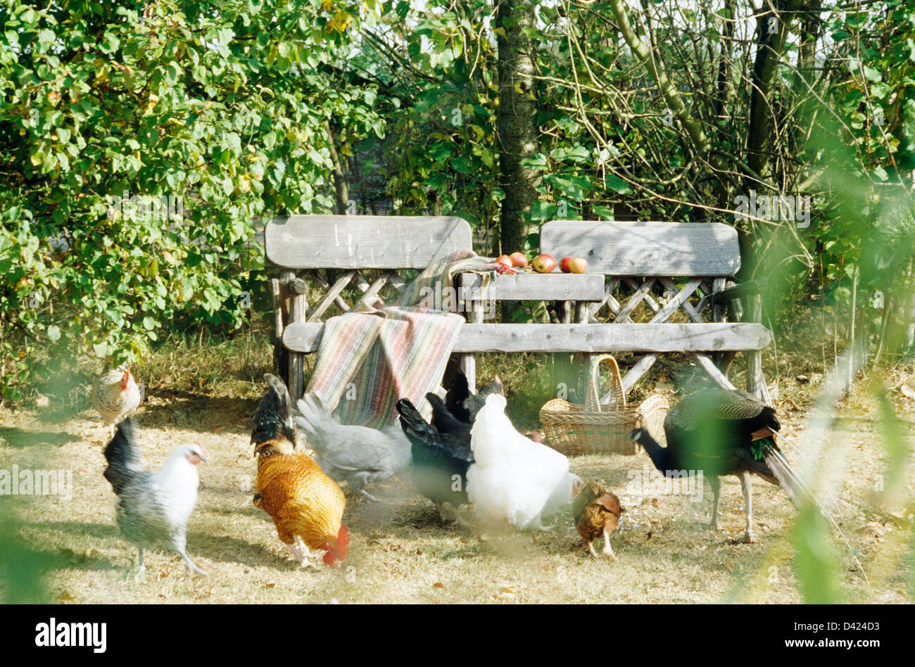 Chickens pecking on ground in front of wooden bench Stock Photo - Alamy