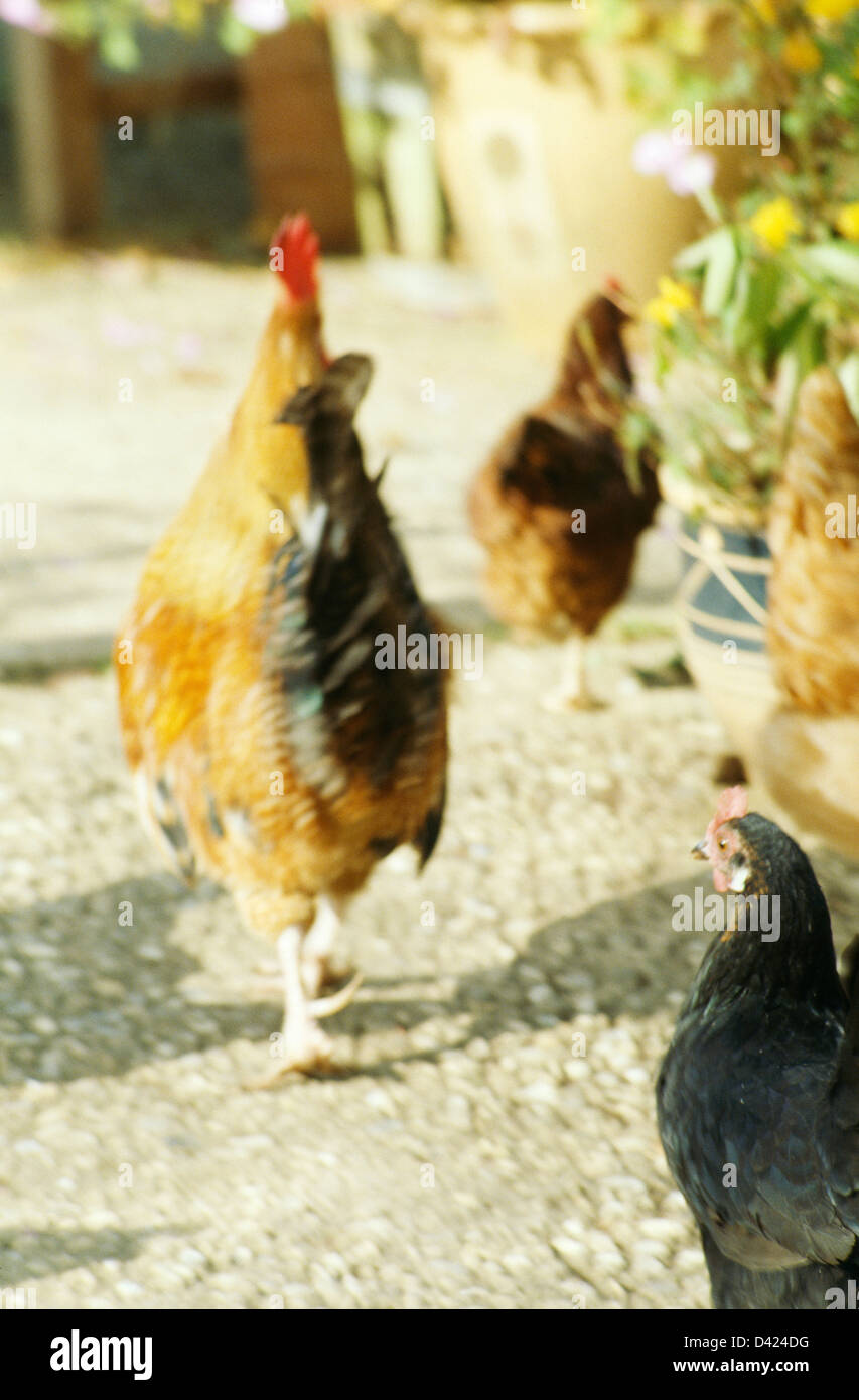 Close-up of chickens on gravel path Stock Photo - Alamy