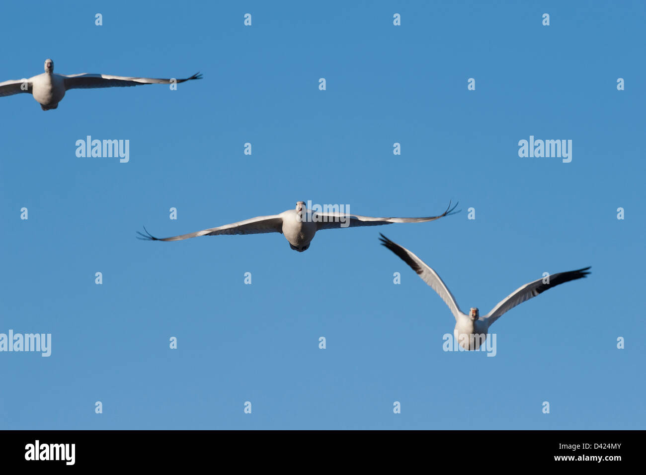 Snow Geese, Bosque del Apache, New Mexico, Geese, Goose, Snow Goose ...