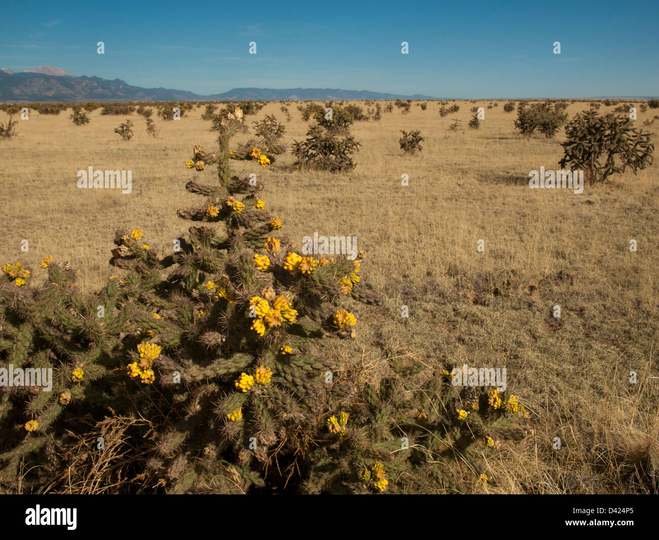 Prairie in Spring. Southern Colorado Stock Photo - Alamy