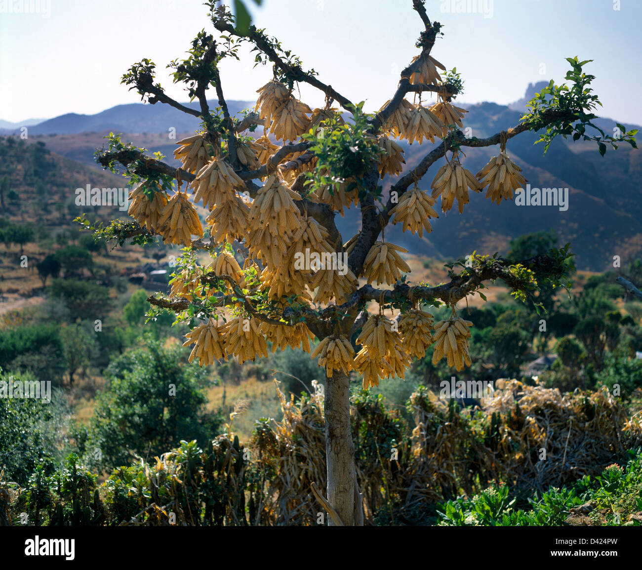 Africa maize tree hi-res stock photography and images - Alamy