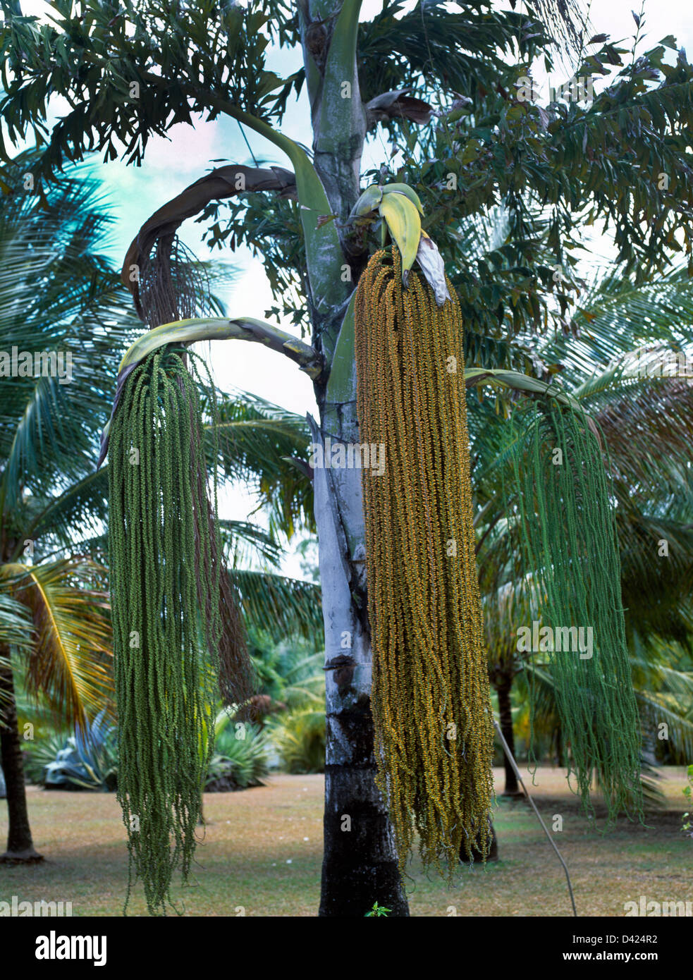 Trinidad Fishtail Palm From The Caryota Genus With Bipinnate Foliage ...