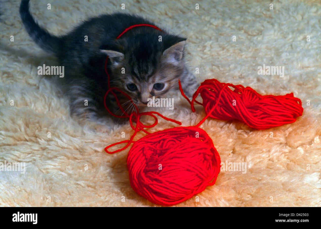 Kitten playing with yarn hi-res stock photography and images - Alamy