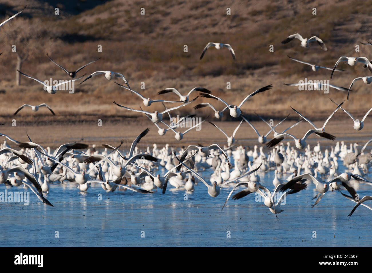 Snow Geese, Bosque del Apache, New Mexico, Geese, Goose, Snow Goose ...