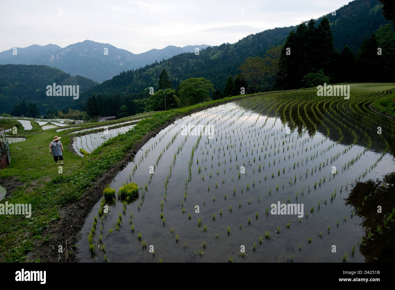 Flooded rice paddy terraces with spring seedlings sprouting in the ...