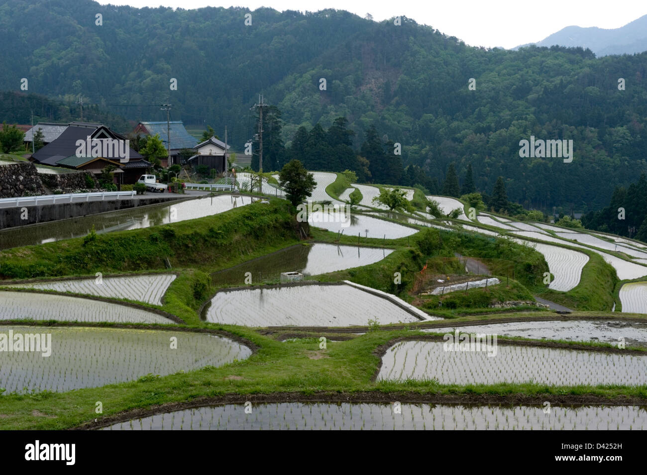 Flooded rice paddy terraces with spring seedlings sprouting in the ...