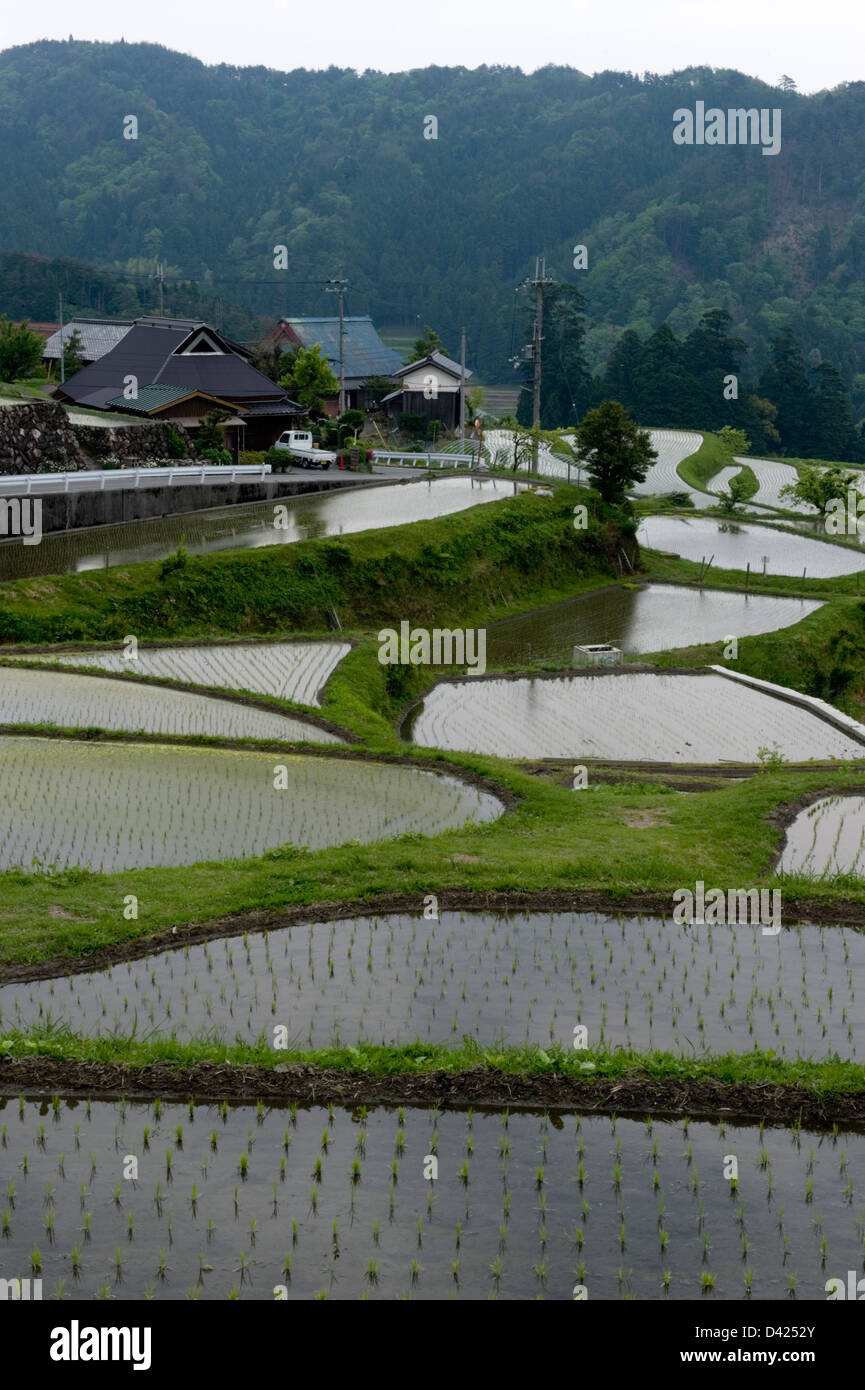 Flooded rice paddy terraces with spring seedlings sprouting in the ...