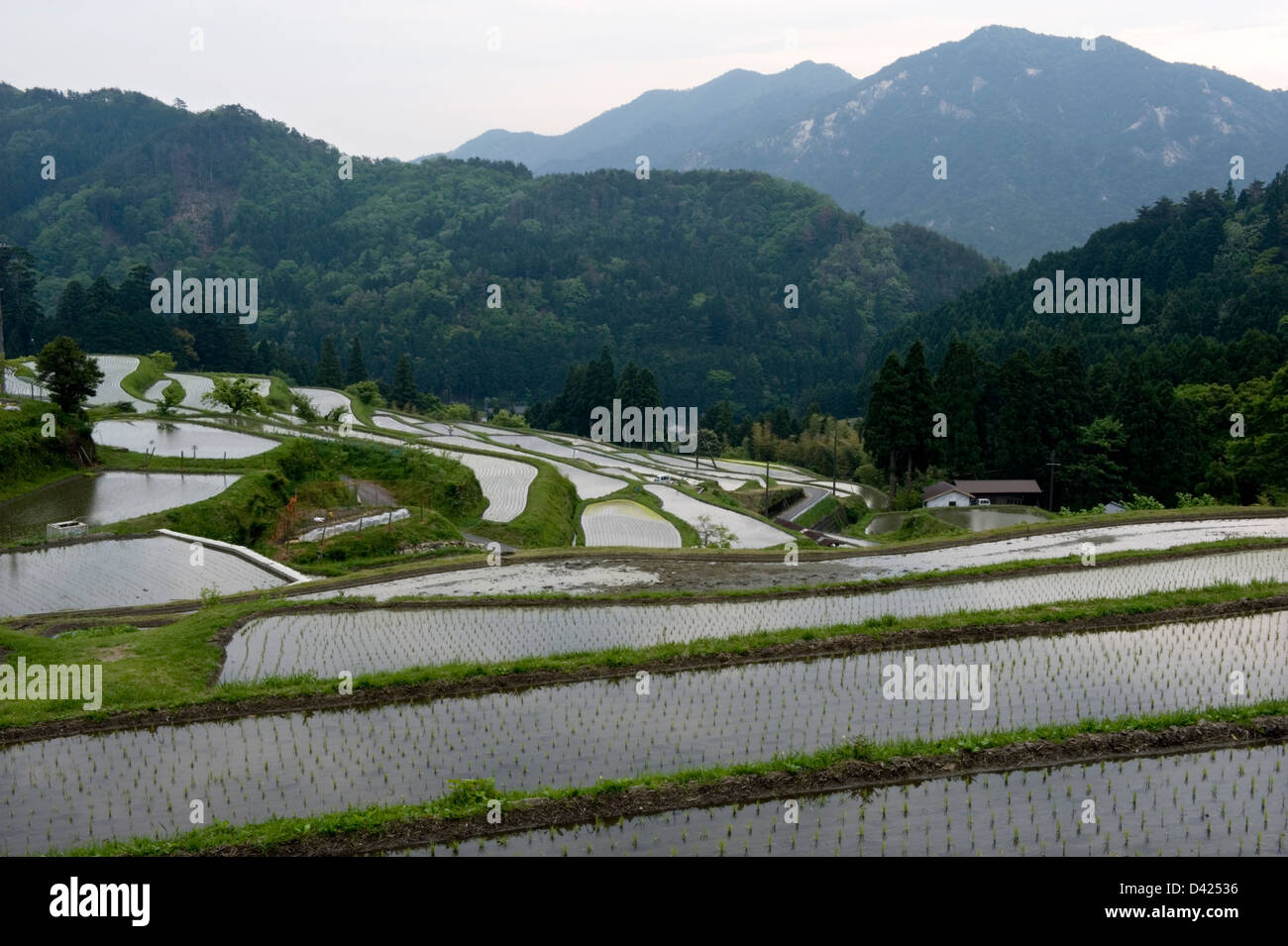 Flooded rice paddy terraces with spring seedlings sprouting in the ...