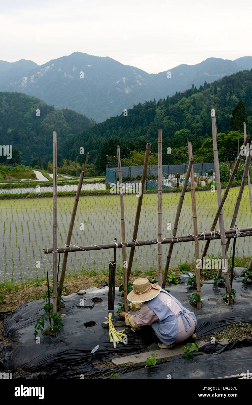 Flooded rice paddy terraces with spring seedlings sprouting in the ...