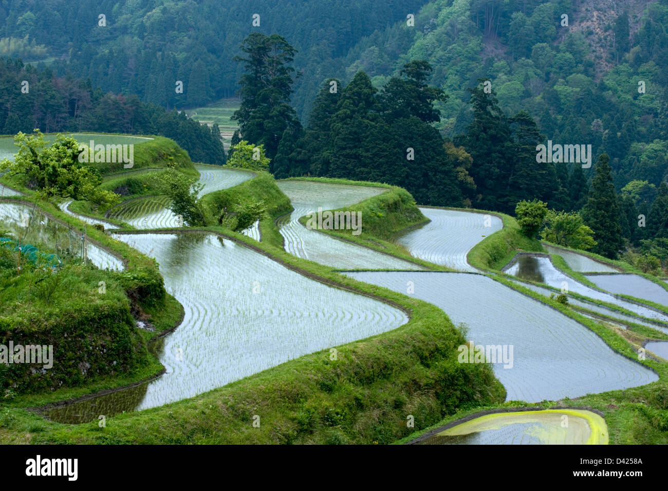 Flooded rice paddy terraces with spring seedlings sprouting in the ...
