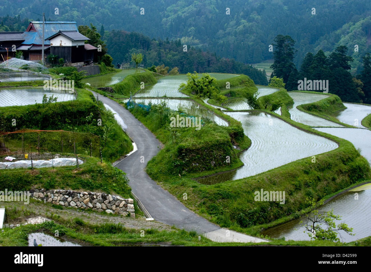 Japanese rice terraces hi-res stock photography and images - Alamy