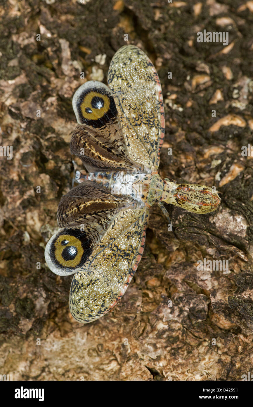 Lantern fly - (Machaca) - Fulgora lampetis - Costa Rica - Tropical dry ...