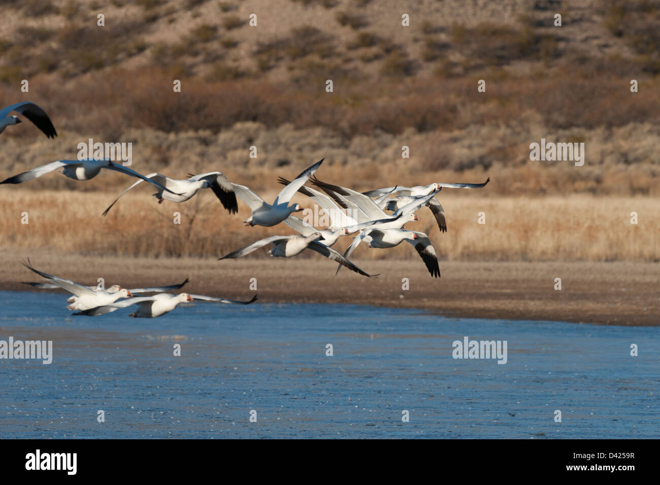 Snow Geese, Bosque del Apache, New Mexico, Geese, Goose, Snow Goose ...