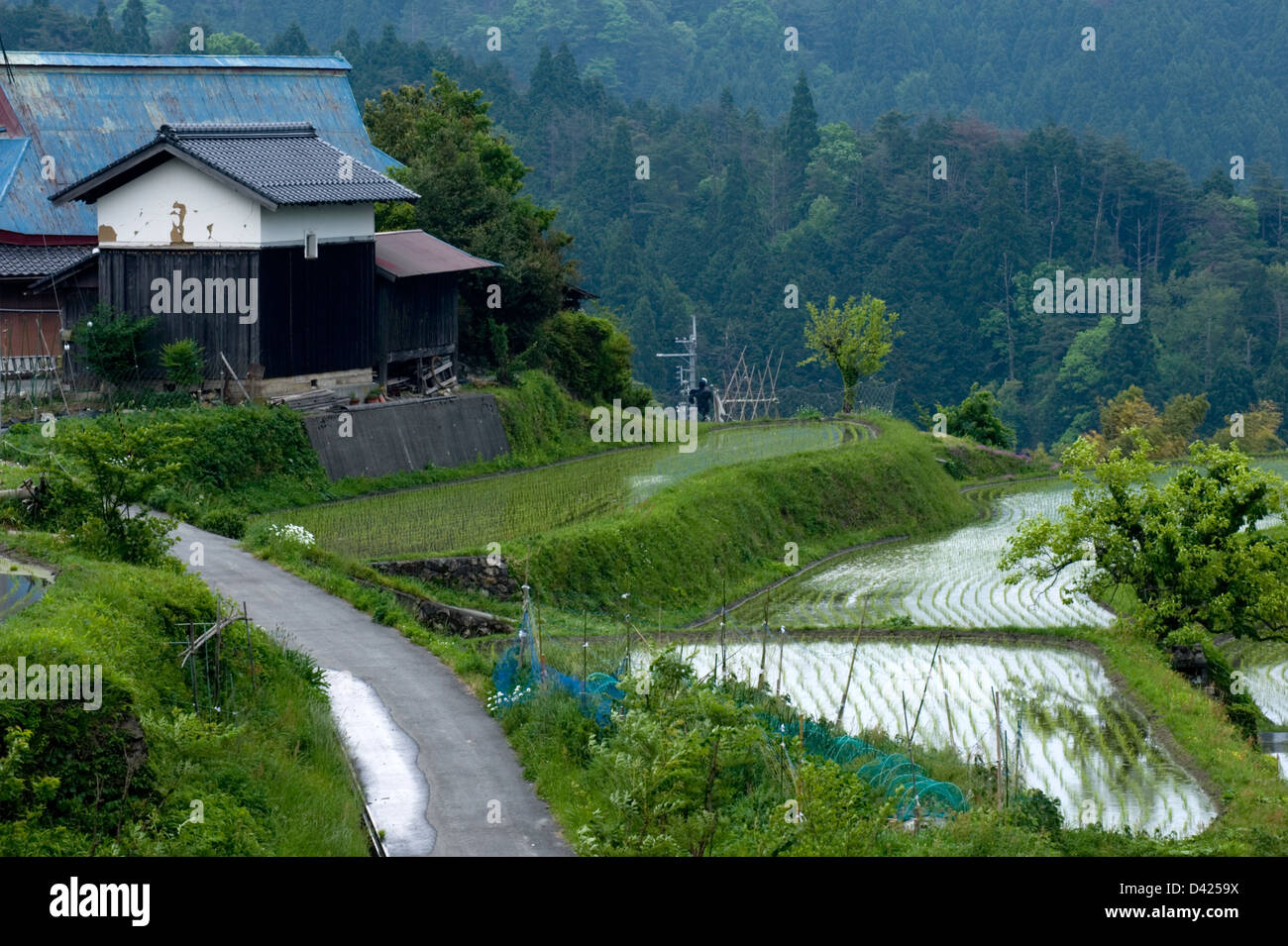 Flooded rice paddy terraces with spring seedlings sprouting in the ...