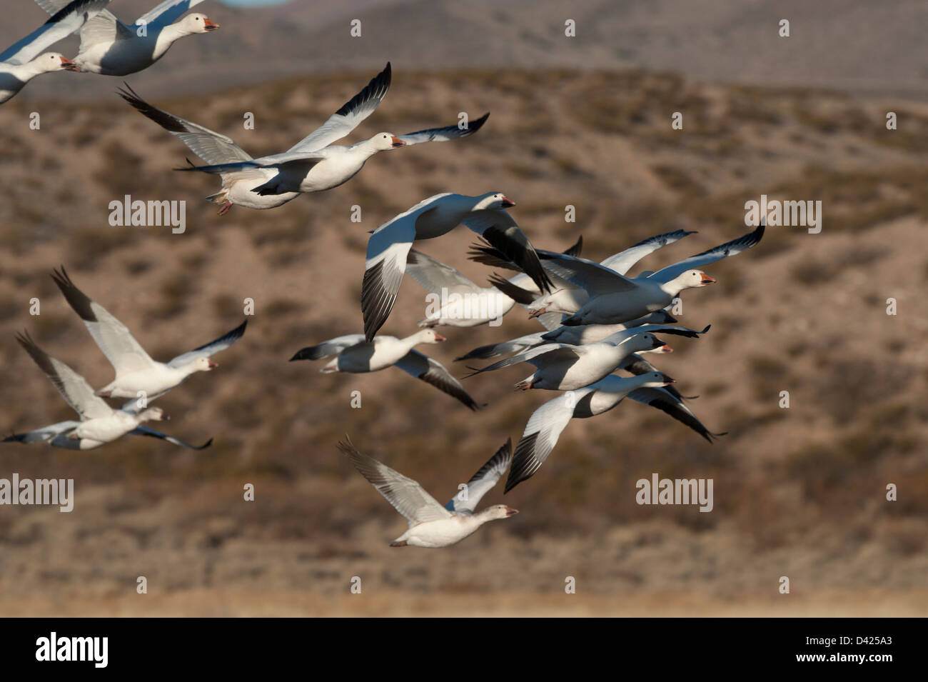 Snow Geese, Bosque del Apache, New Mexico, Geese, Goose, Snow Goose ...