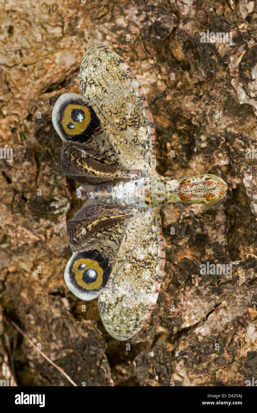 Lantern fly - (Machaca) - Fulgora lampetis - Costa Rica - Tropical dry ...