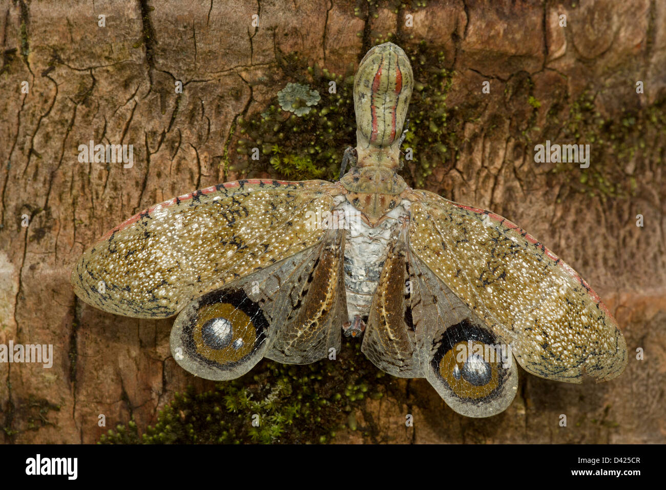 Lantern fly - (Machaca) - Fulgora lampetis - Costa Rica - Tropical dry ...