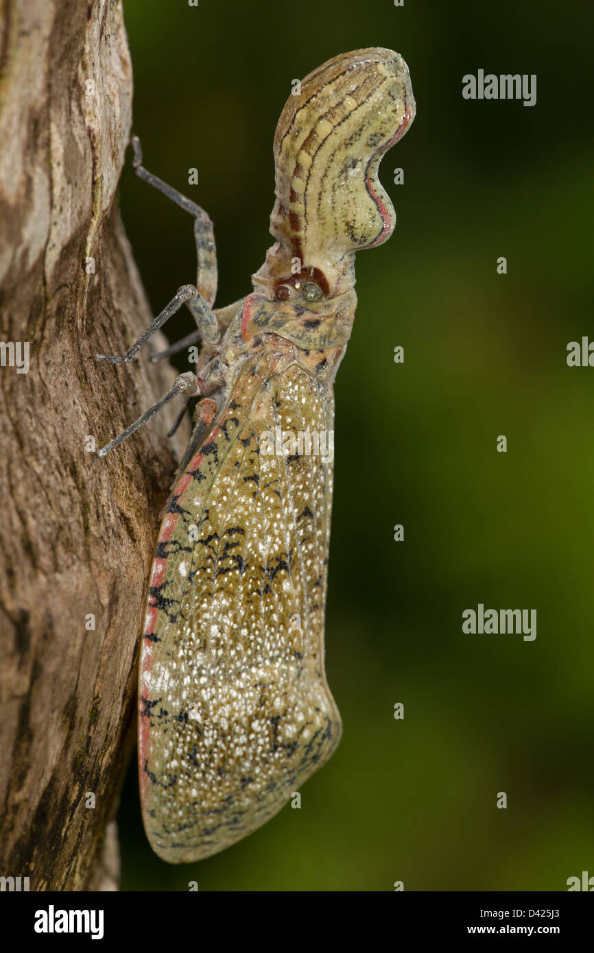 Lantern fly - (Machaca) - Fulgora lampetis - Costa Rica - Tropical dry ...