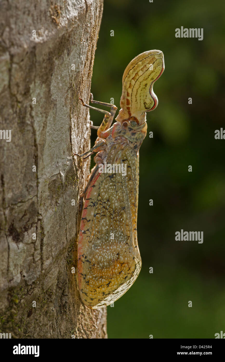 Lantern fly - (Machaca) - Fulgora lampetis - Costa Rica - Tropical dry ...