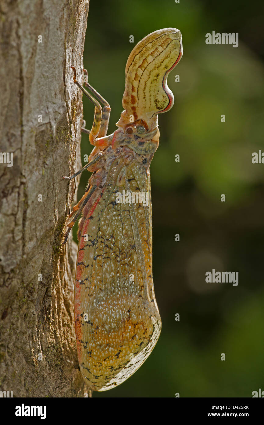 Lantern fly - (Machaca) - Fulgora lampetis - Costa Rica - Tropical dry ...