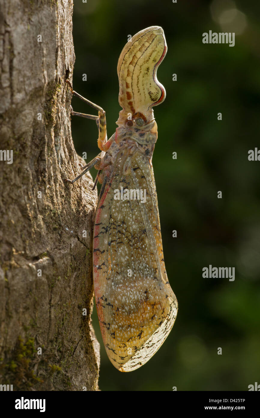 Lantern fly - (Machaca) - Fulgora lampetis - Costa Rica - Tropical dry ...