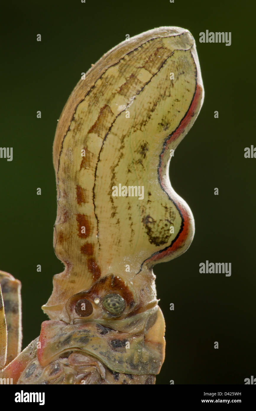 Lantern fly - (Machaca) - Fulgora lampetis - Costa Rica - Tropical dry ...