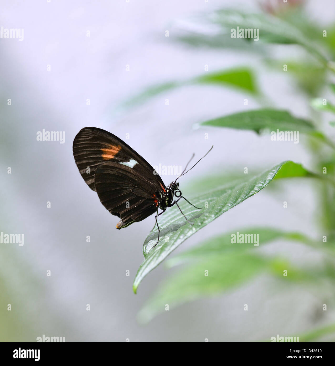 Tropical butterfly hi-res stock photography and images - Alamy