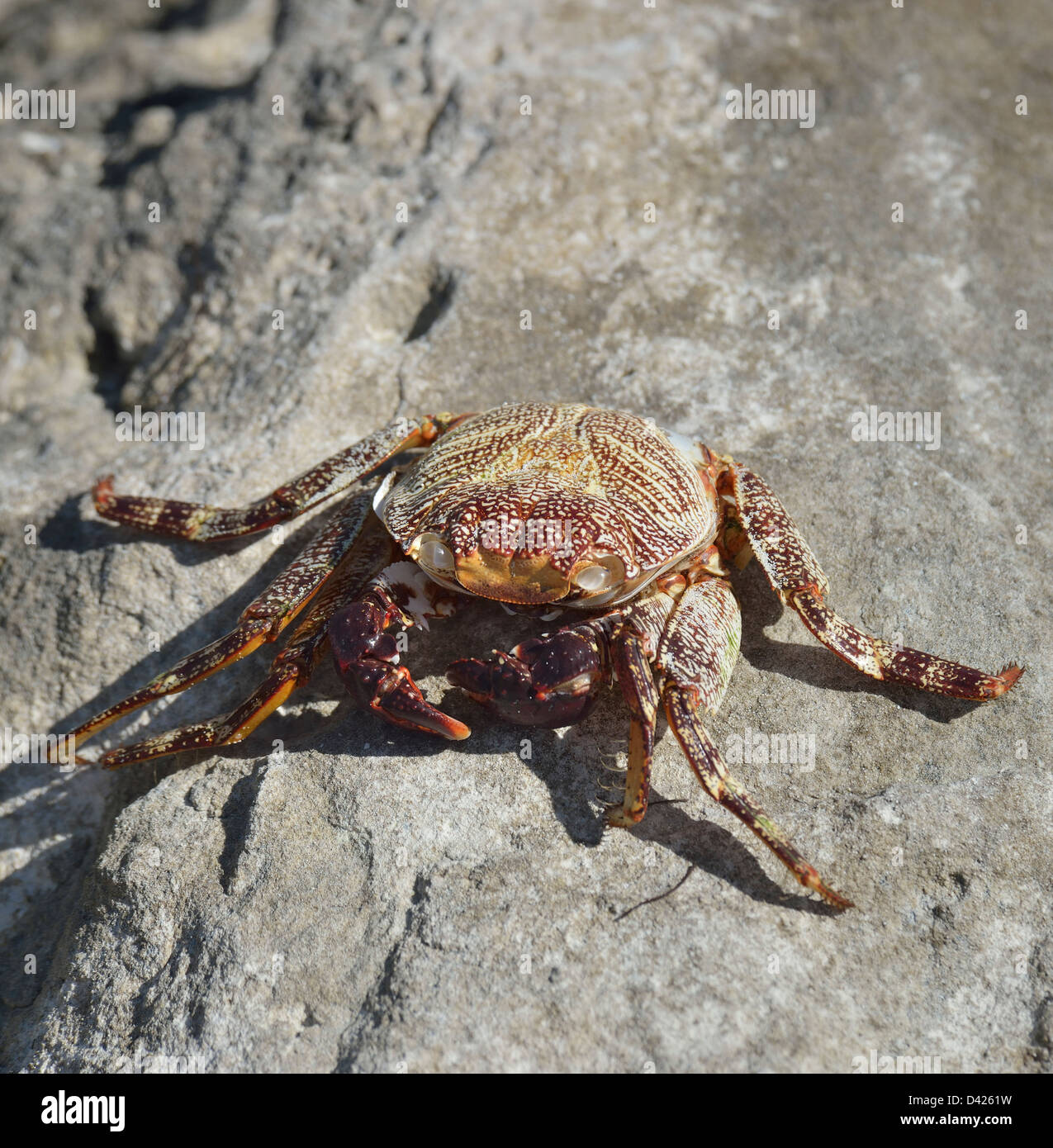 Crab on a rock hi-res stock photography and images - Alamy