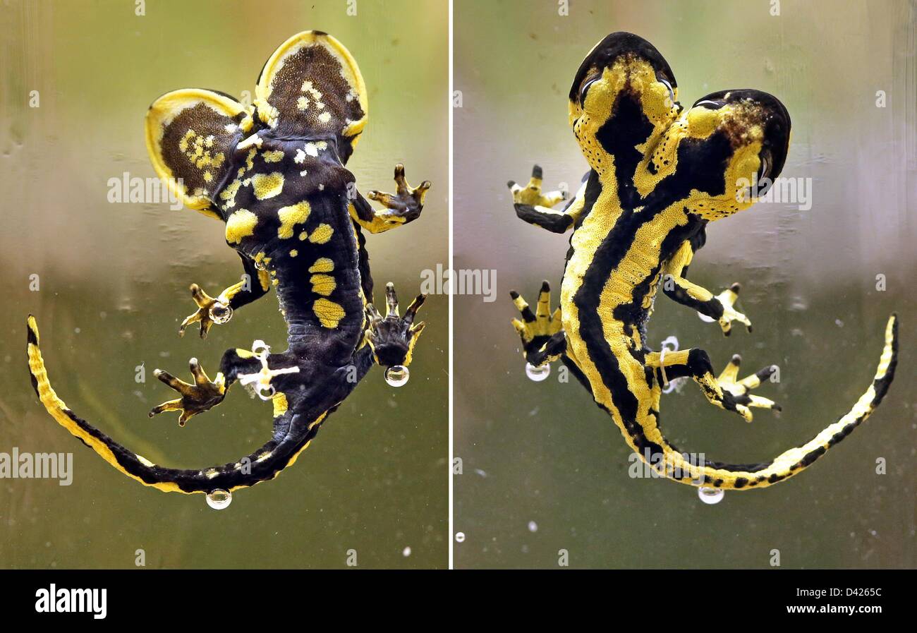 COMBO - A combined picture shows a fire salamander with two heads from ...