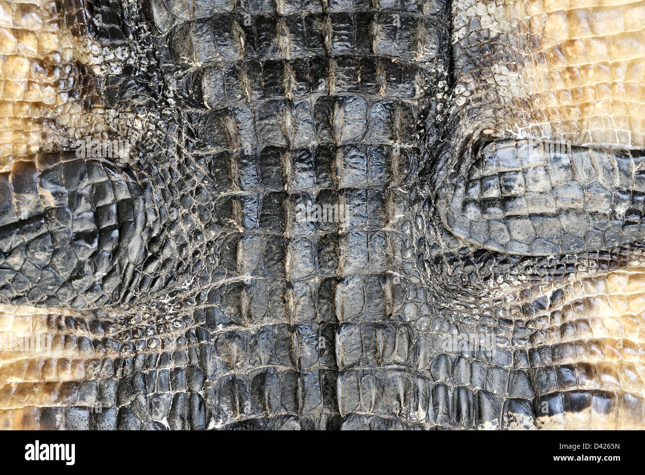 Alligator Skin Texture For Background Stock Photo - Alamy