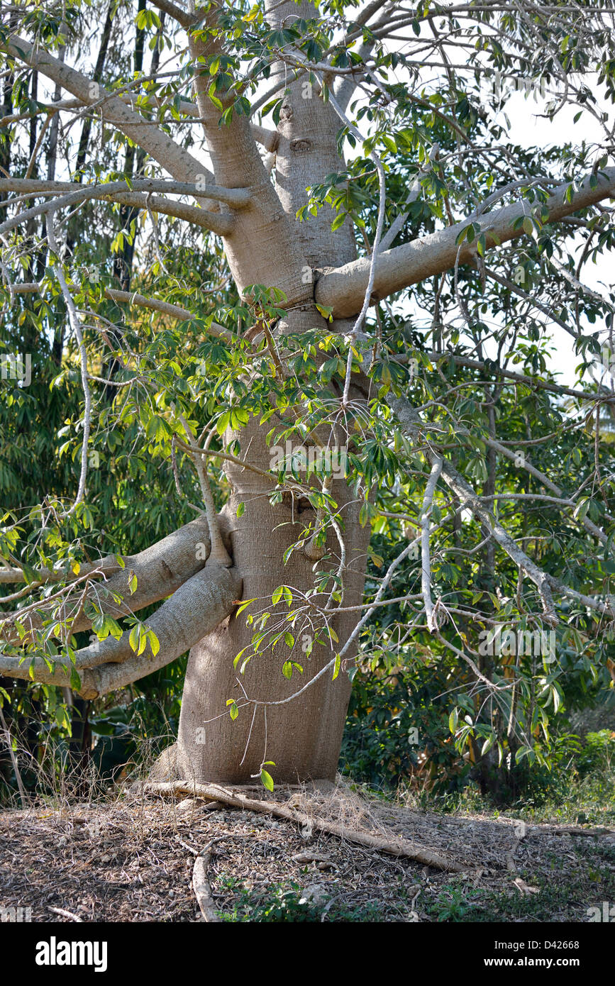Jacaratia Tree In A Tropical Garden Stock Photo - Alamy
