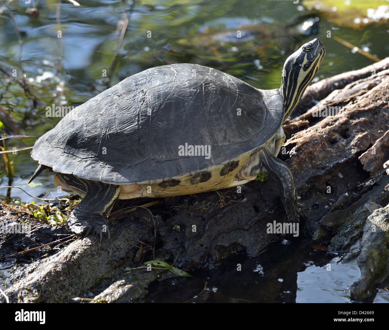 Green river turtle hi-res stock photography and images - Alamy