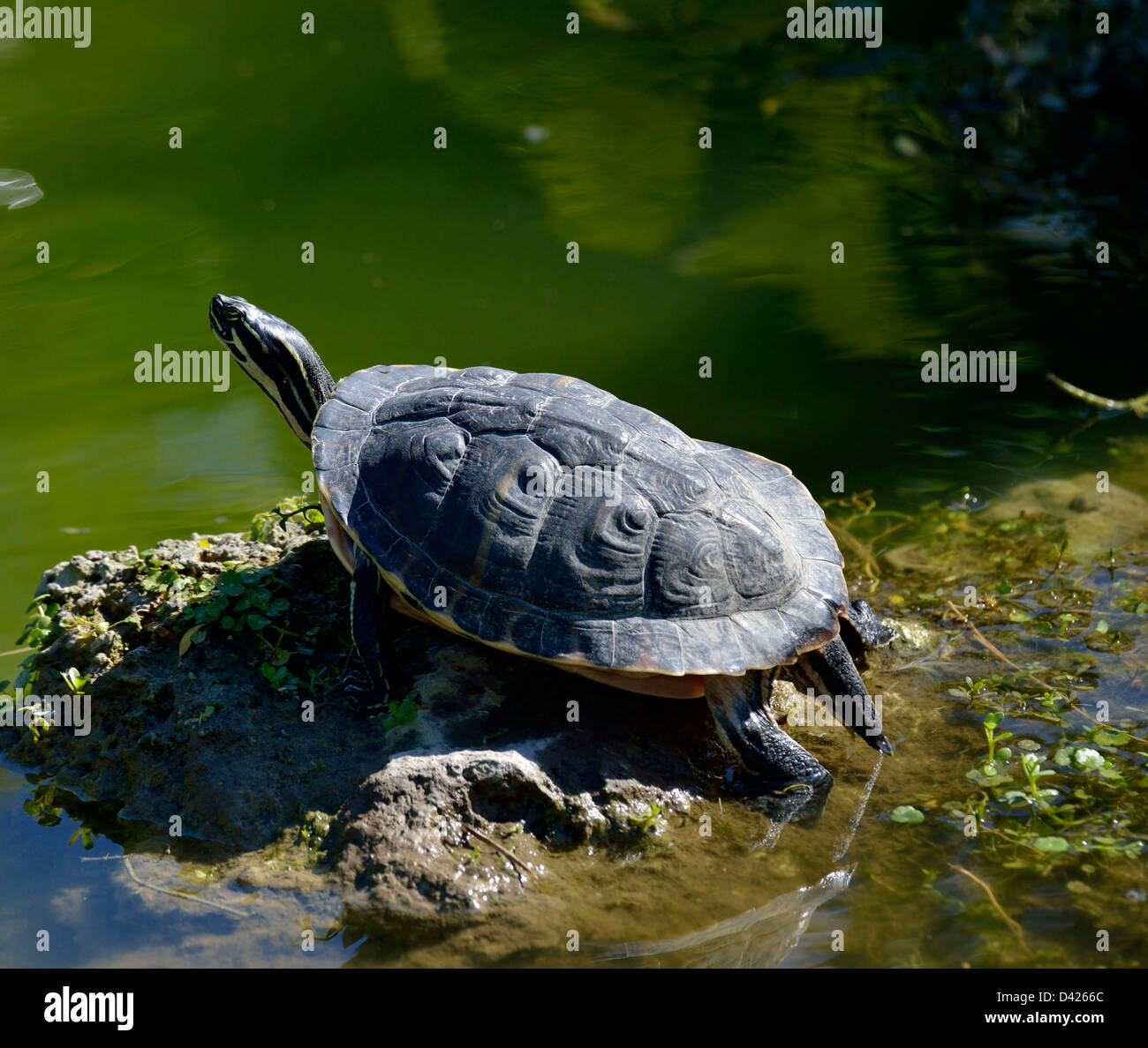 Green river turtle hi-res stock photography and images - Alamy