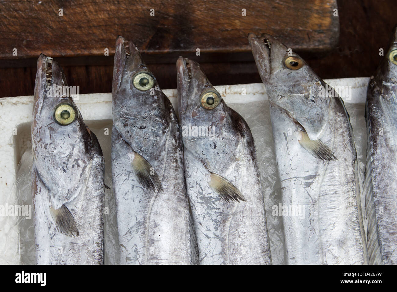 Barracuda fish at Jagalchi Fish Market in Busan (Pusan) Metropolitan ...