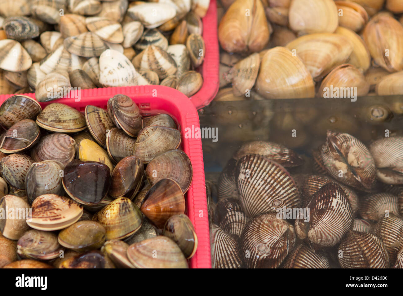 Live molluscs in shells hi-res stock photography and images - Alamy