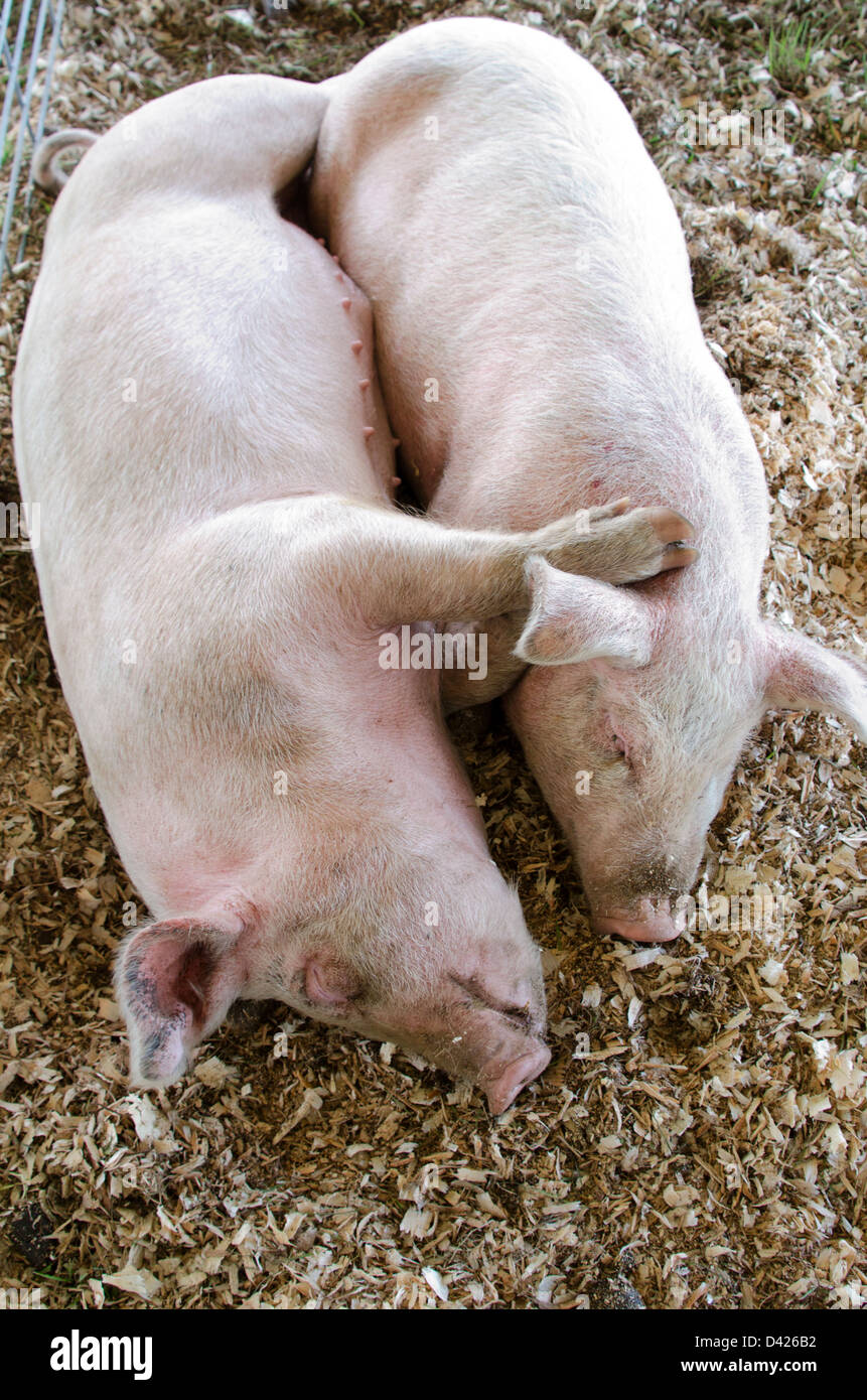 Baby Farm Animals Pink Pigs, Eyes Closed, Lay Sleeping, 44% OFF