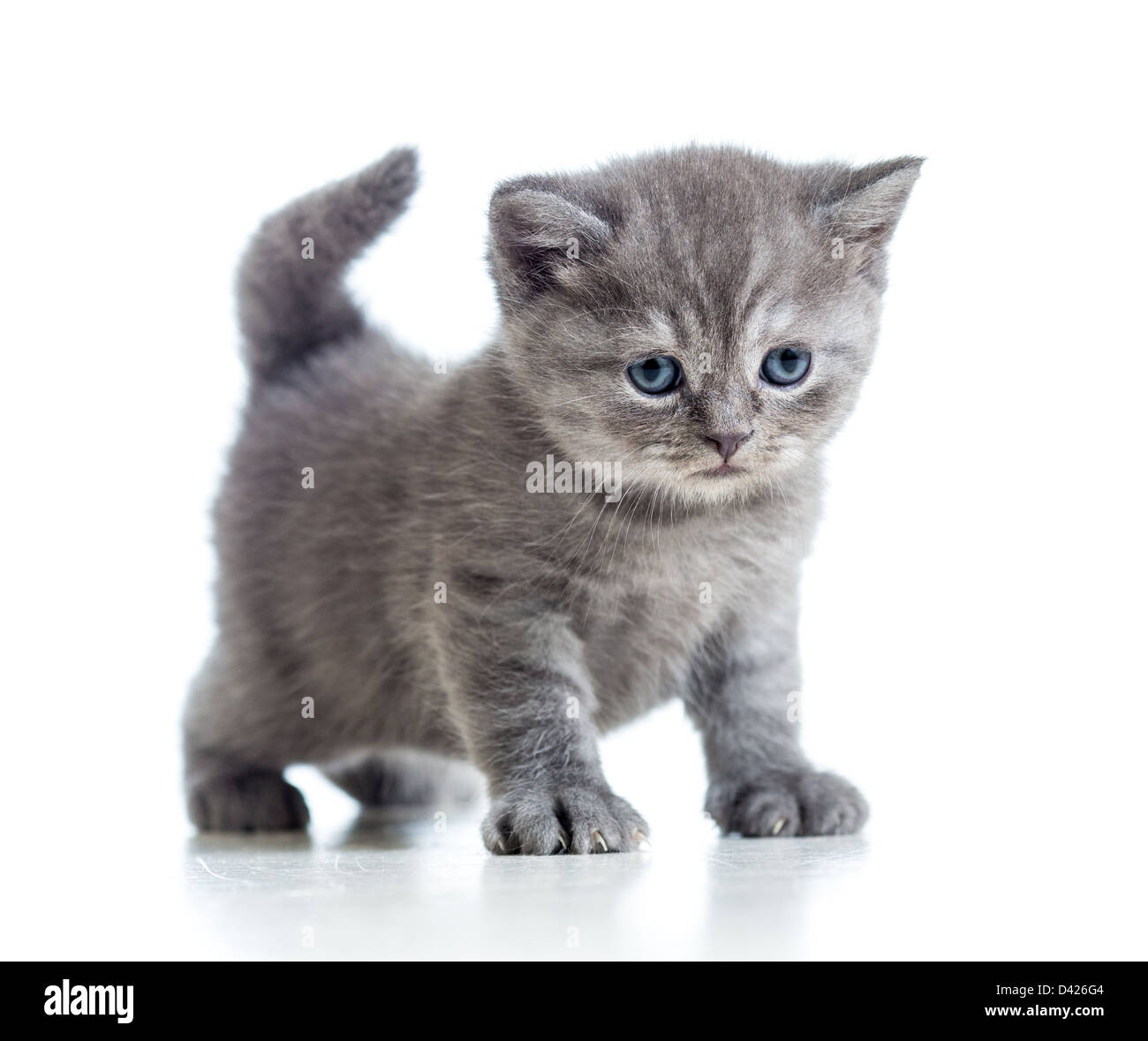 little cat kitten isolated on white Stock Photo - Alamy