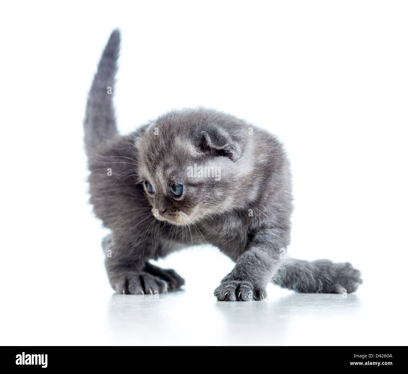 little cat kitten isolated on white Stock Photo - Alamy