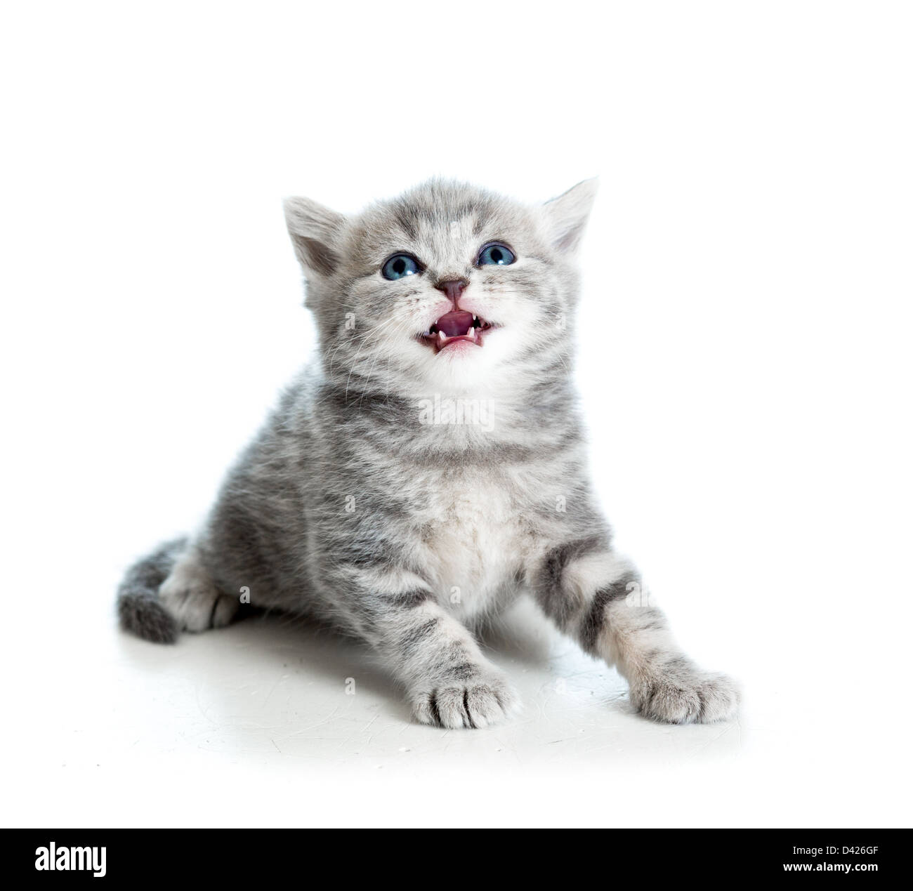 cute cat kitty looking up on white background Stock Photo - Alamy