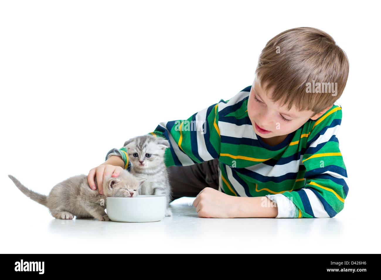funny child boy feeding cats kittens Stock Photo - Alamy