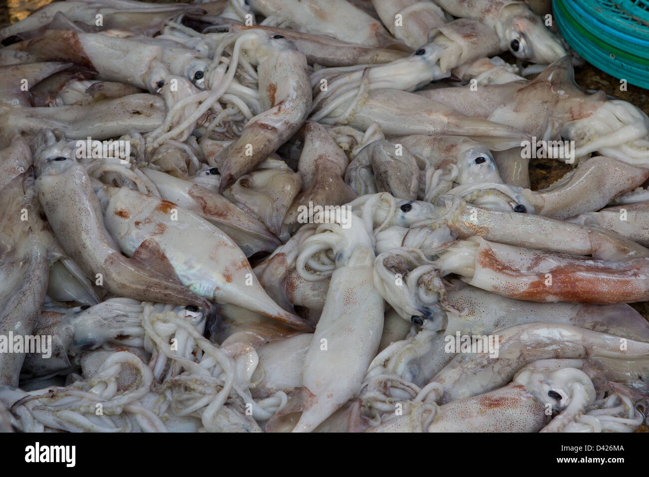 Squids at Jagalchi fish market in Busan, South Korea Stock Photo - Alamy