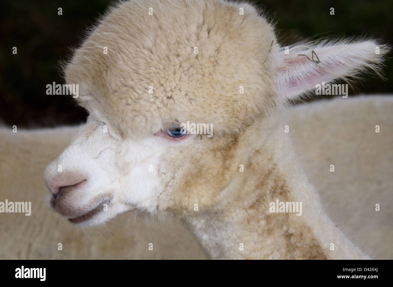 Baby llama hi-res stock photography and images - Alamy
