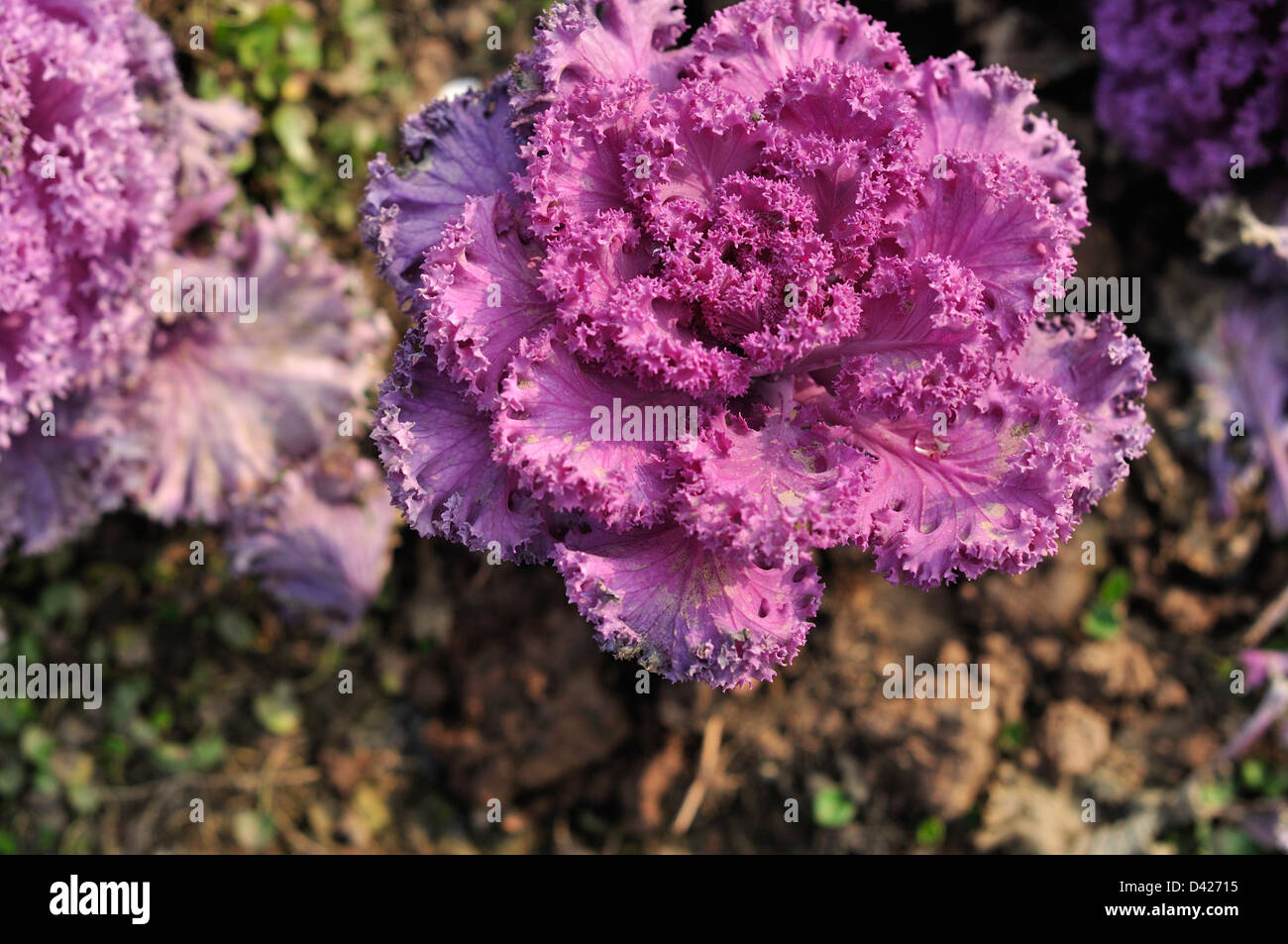 Purple kale hi-res stock photography and images - Alamy