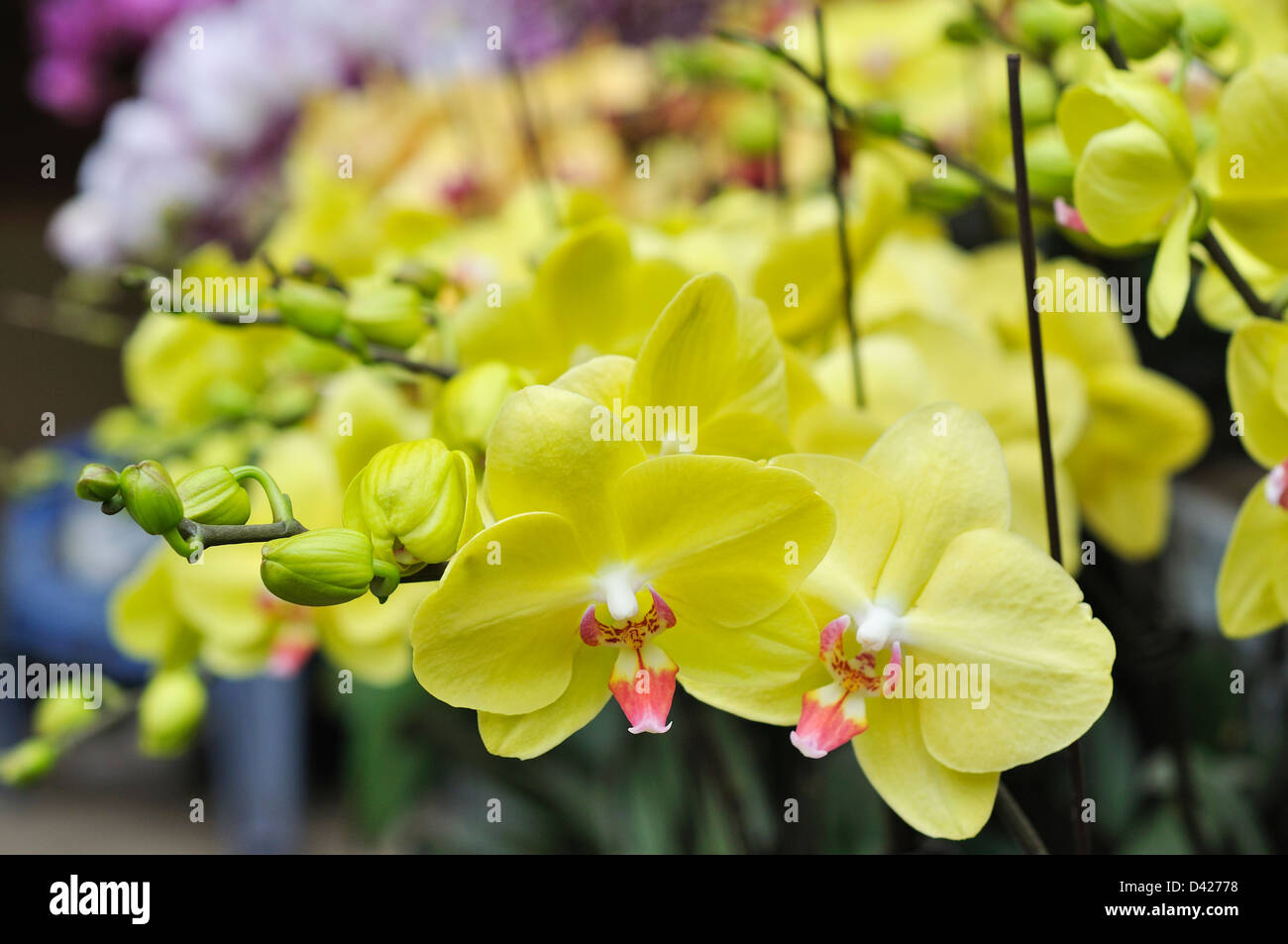 yellow orchid flowers Stock Photo - Alamy