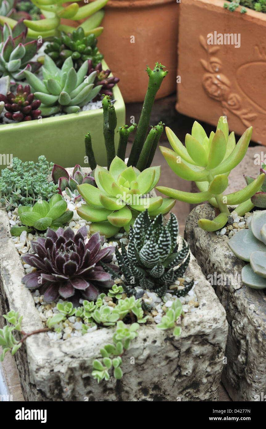 Crassulaceae drought tolerant hi-res stock photography and images - Alamy