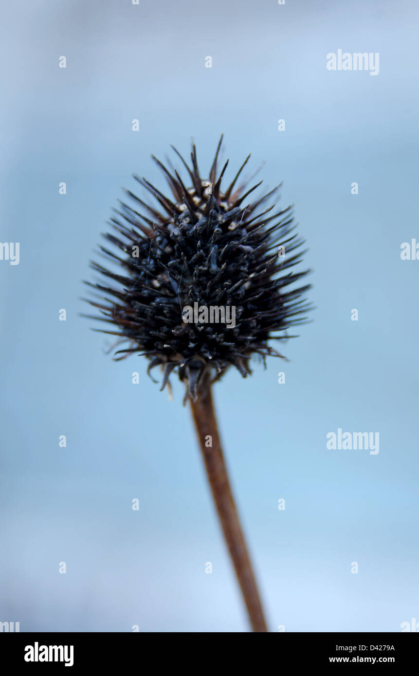 Perennial seedhead winter hi-res stock photography and images - Alamy