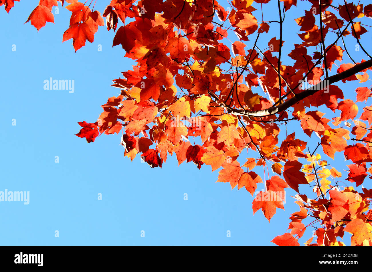 Orange and red fall leaves against a bright blue sky in Acadia National ...