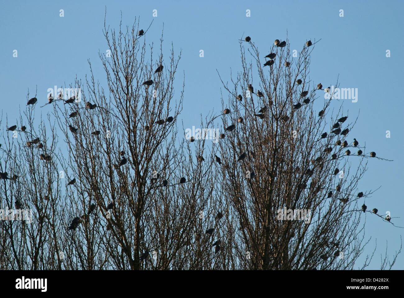 Poplar tree ring hi-res stock photography and images - Alamy