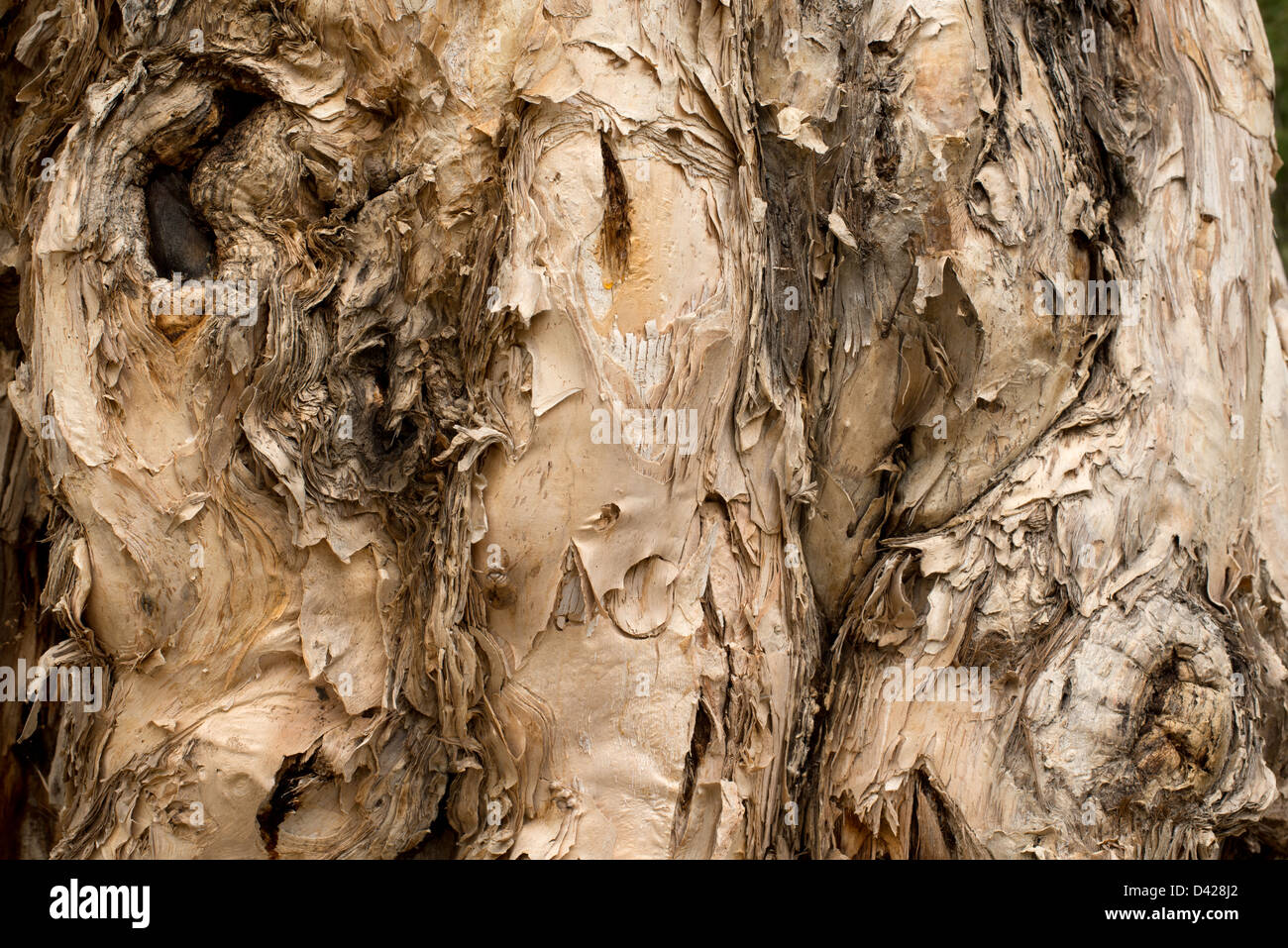 Paperbark tree hi-res stock photography and images - Alamy