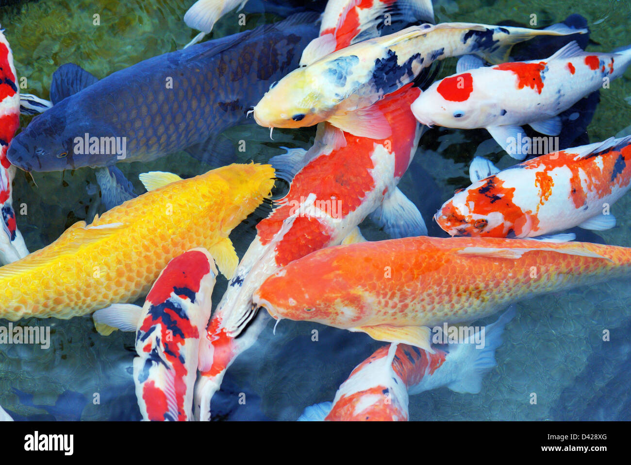 Several carp in a pond Stock Photo - Alamy